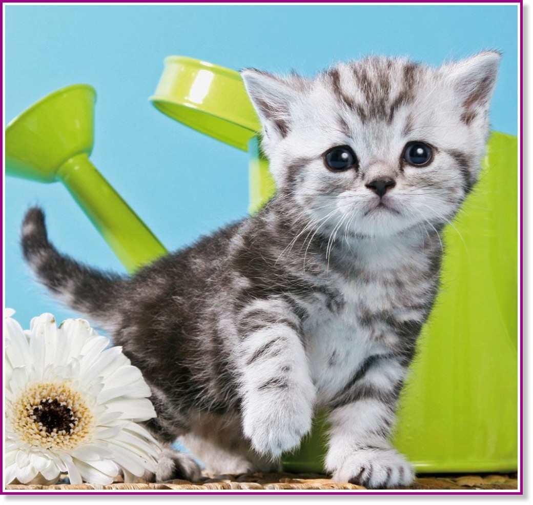 Котенца - 3 пъзела - 里 - store.bg