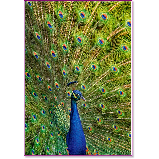 Паун - 里 пъзел - store.bg