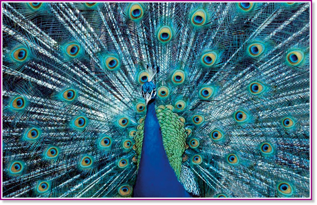 Паун - 里 пъзел - store.bg