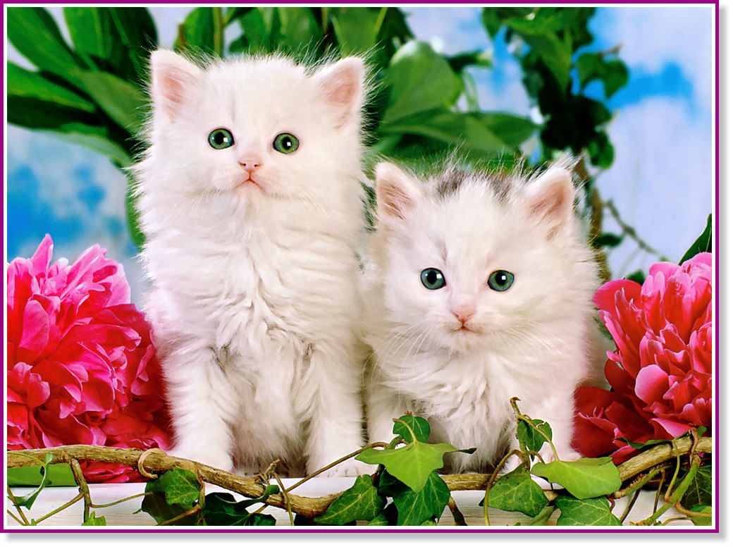 Бели котенца - 里 пъзел - store.bg