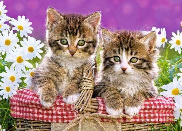 Котенца в кошница - 里 пъзел - store.bg