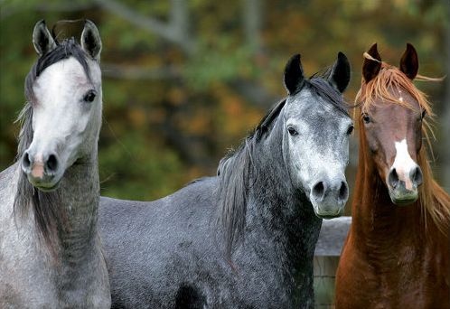 Арабски коне - 里 пъзел - store.bg