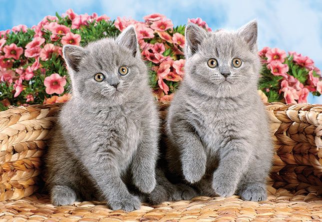 Британски котенца - 里 пъзел - store.bg