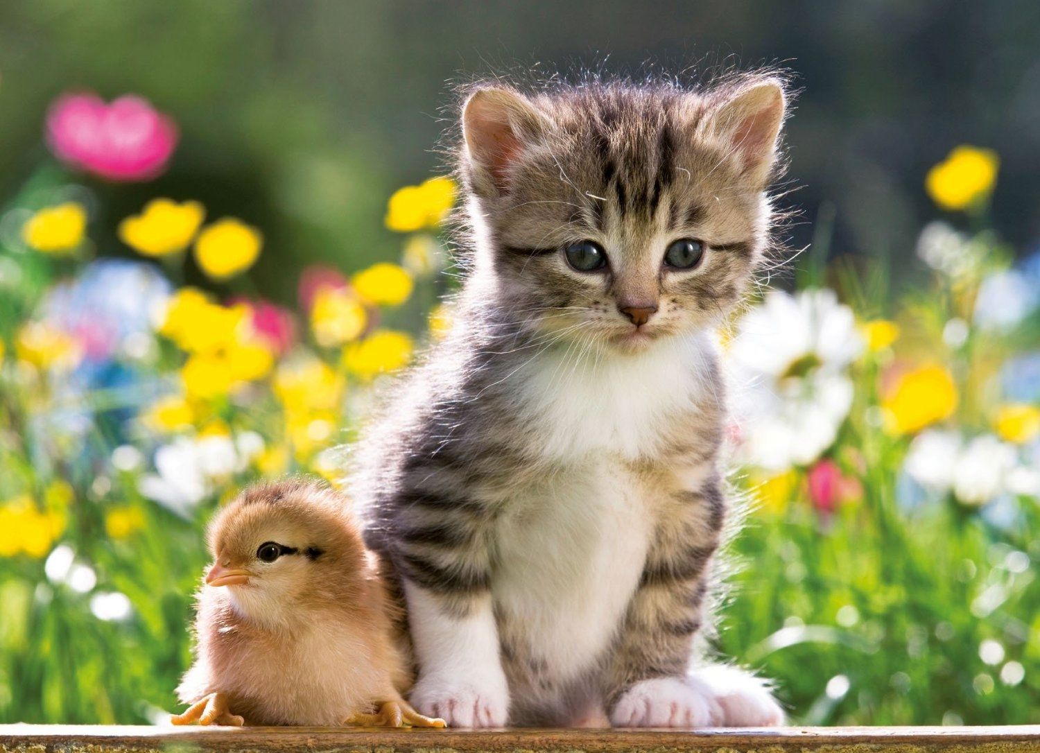 Коте и пиленце - 里 пъзел - store.bg