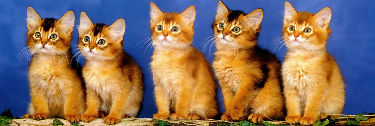 Котета - 里 пъзел - store.bg