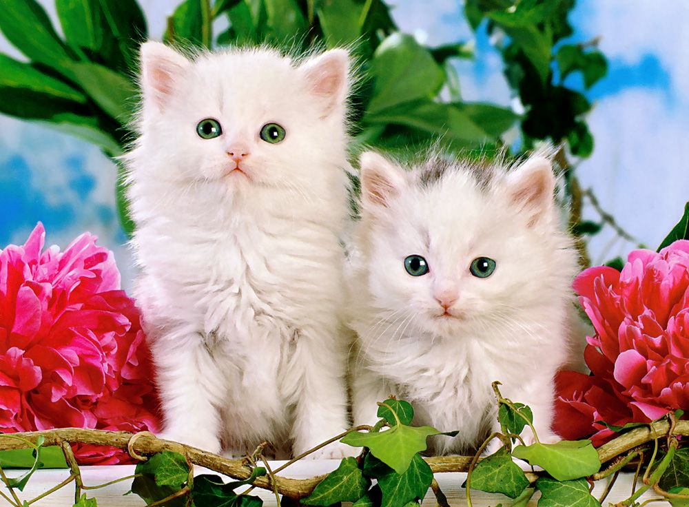 Бели котенца - 里 пъзел - store.bg